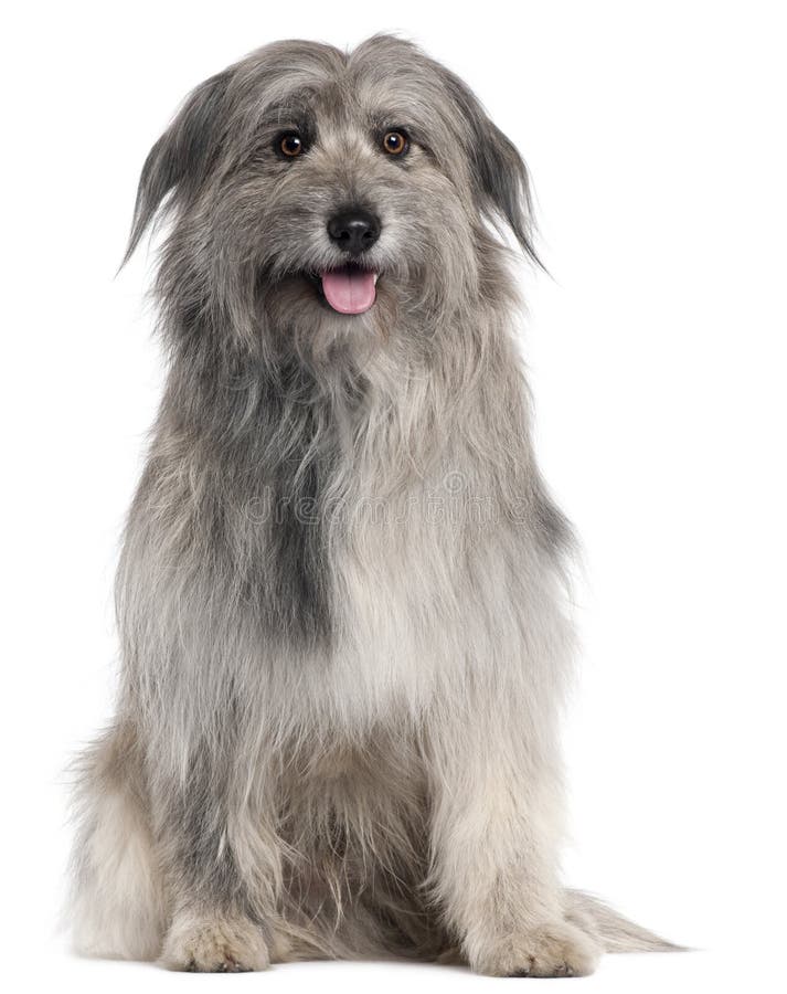 Pyrenean Shepherd (18 Weeks) Stock Photo - Image of beast, studio: 7273982