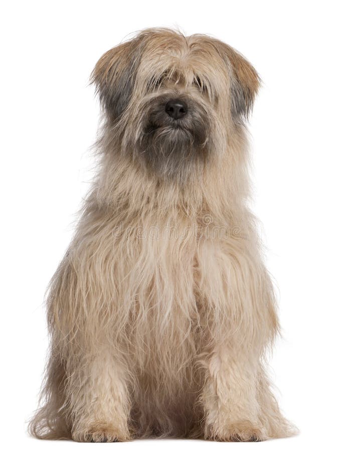 Pyrenean Shepherd (18 Weeks) Stock Photo - Image of beast, studio: 7273982