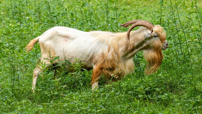 Pyrenean White Goat Feeding on Plants and Grass in Natural Green ...