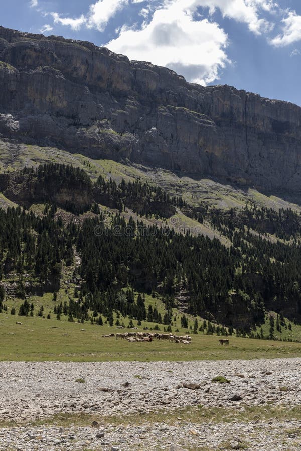 Pyrenees Valley with Cattle Grazing in Summer Stock Image - Image of ...
