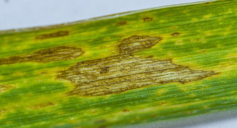 Pyrenophora stock photo. Image of agriculture, death - 116085154
