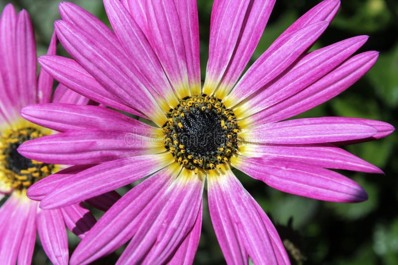 Pyrethrum Daisy in Bloom during Spring Stock Image - Image of ...