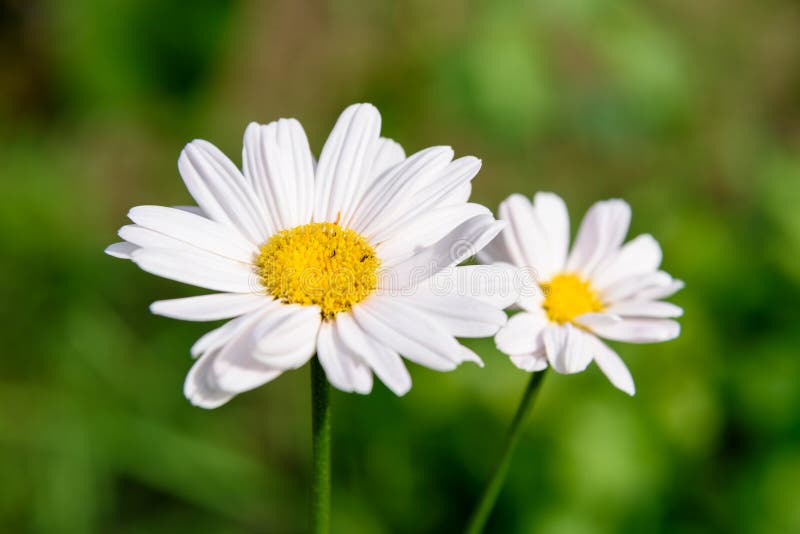 Pyrethrum (Chrysanthemum Cinerariaefolium) Stock Photo - Image of life ...