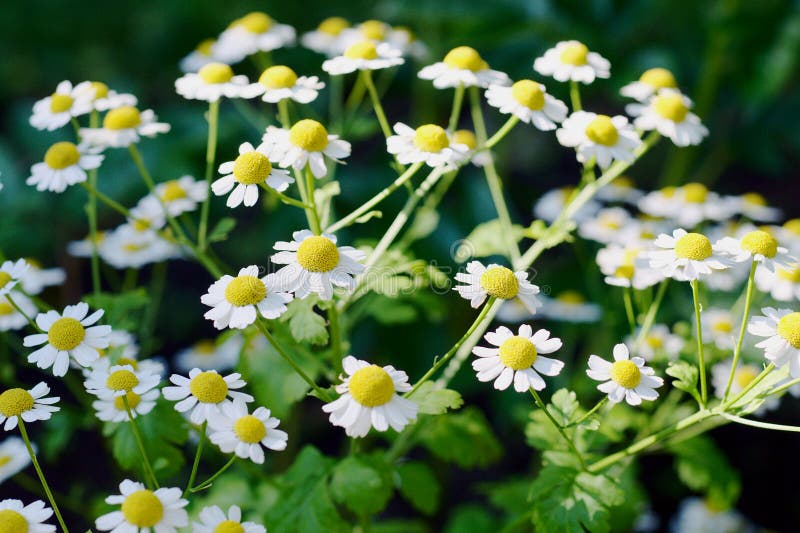 Pyrethrum parthenium stock photo. Image of garden, flowers - 20456726