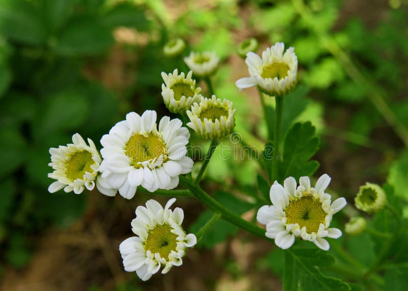 Pyrethrum in the Summer Garden Stock Image - Image of close ...