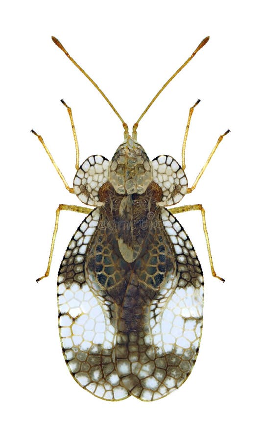 Pyri De Stephanitis Del Insecto Imagen de archivo - Imagen de brillante ...