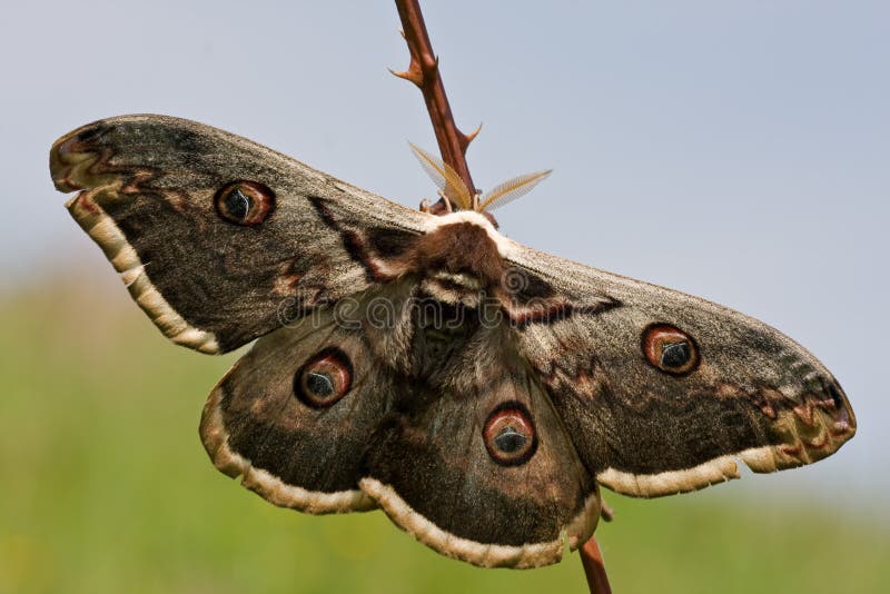 Saturnia pyri stock foto. Image of mannetje, sluit, groot - 15606908