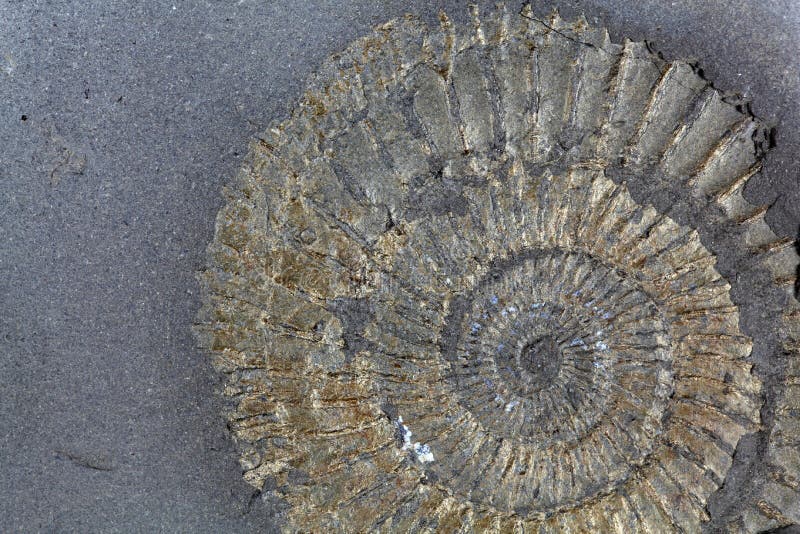 Pyritized Ammonite stock photo. Image of primeval, geological - 57886082