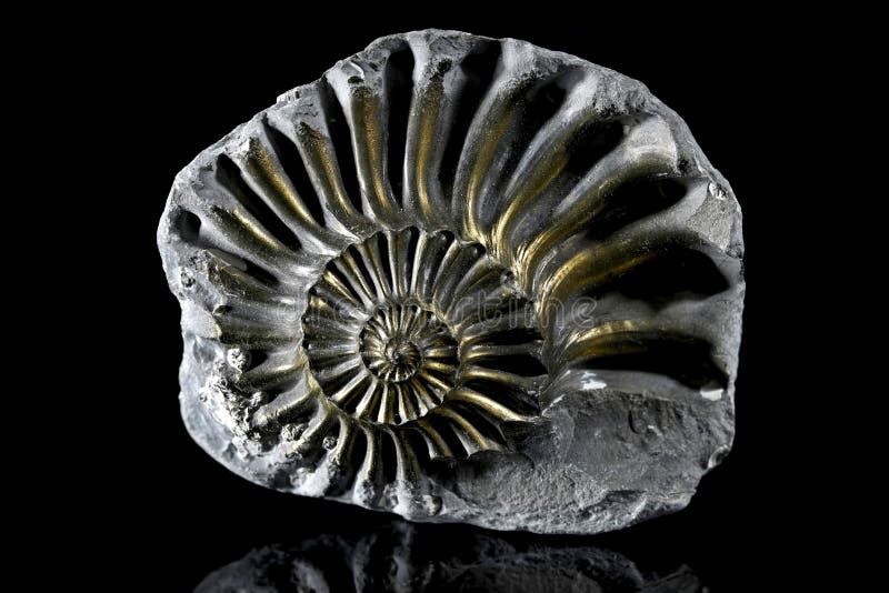 Sacred Geometry Seashell Stock Photos - Free & Royalty-Free Stock ...