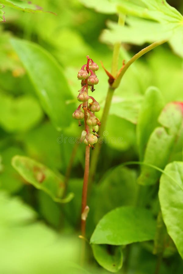 Pyrola Minor, the Common Wintergreen, with Fruits Stock Image - Image ...
