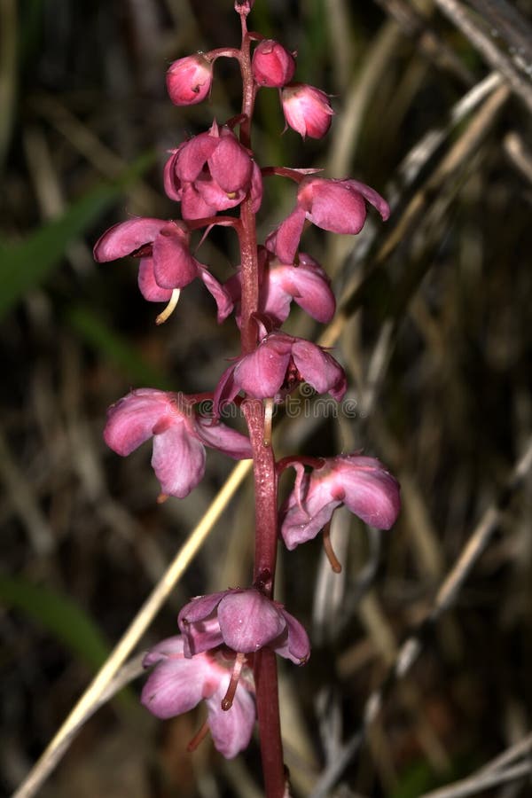 Pyrola Rotundifolia - Wild Plant Stock Photo - Image of science, botany ...