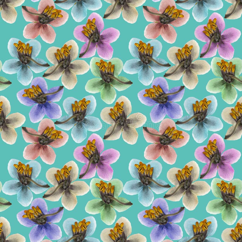 Pyrola Flowers Stock Illustrations – 36 Pyrola Flowers Stock ...