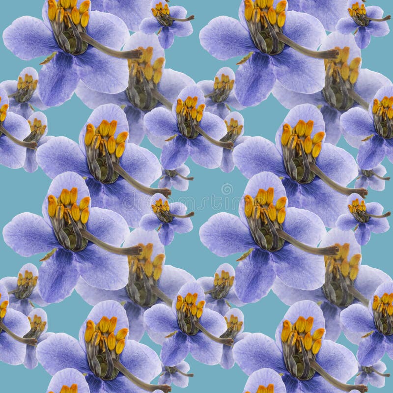 Pyrola Flowers Stock Illustrations – 36 Pyrola Flowers Stock ...