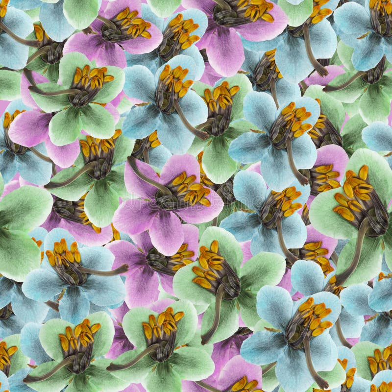 Pyrola Flowers Stock Illustrations – 36 Pyrola Flowers Stock ...