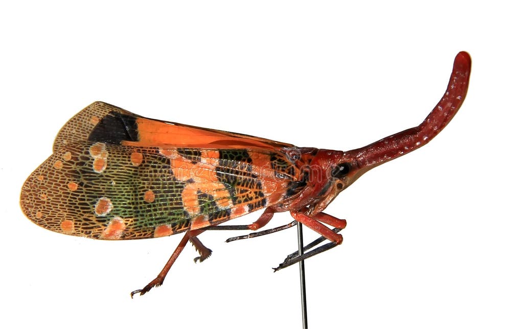 Pyrops candelaria stock image. Image of south, candelaria - 25180337