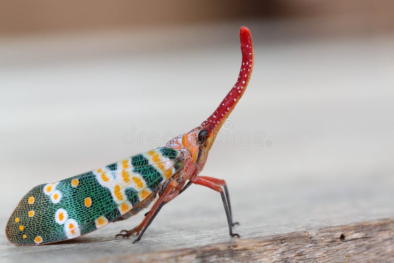 Pyrops Candelaria or Lantern Fly Stock Photo - Image of pyrops ...