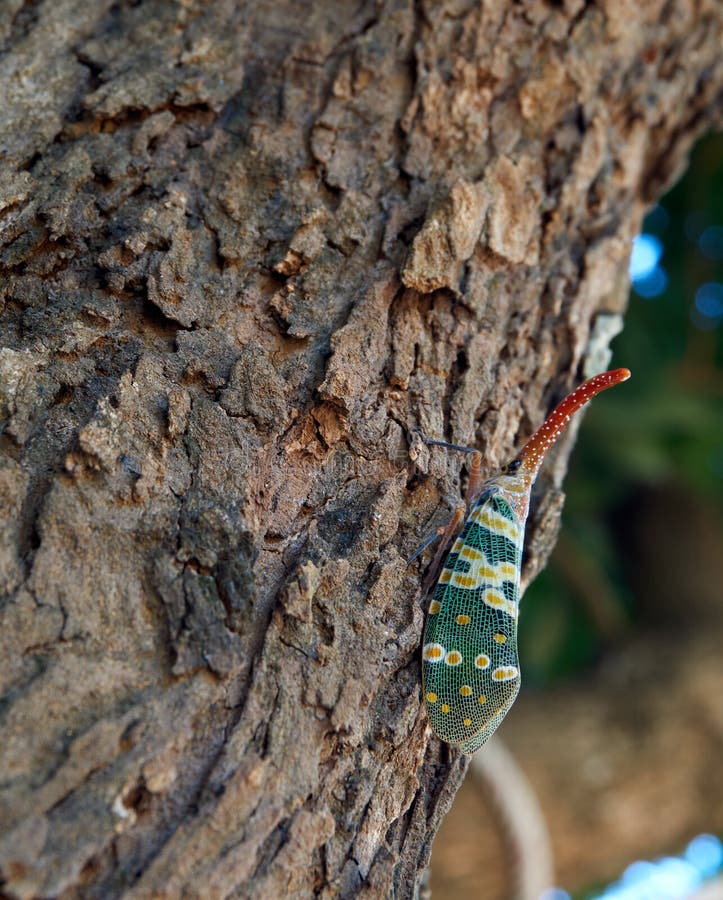 Pyrops Candelaria on the Tree Stock Photo - Image of grab, candelaria ...