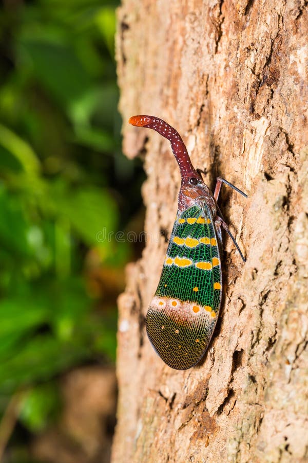 Pyrops karenia lantern bug stock image. Image of wing - 55104369