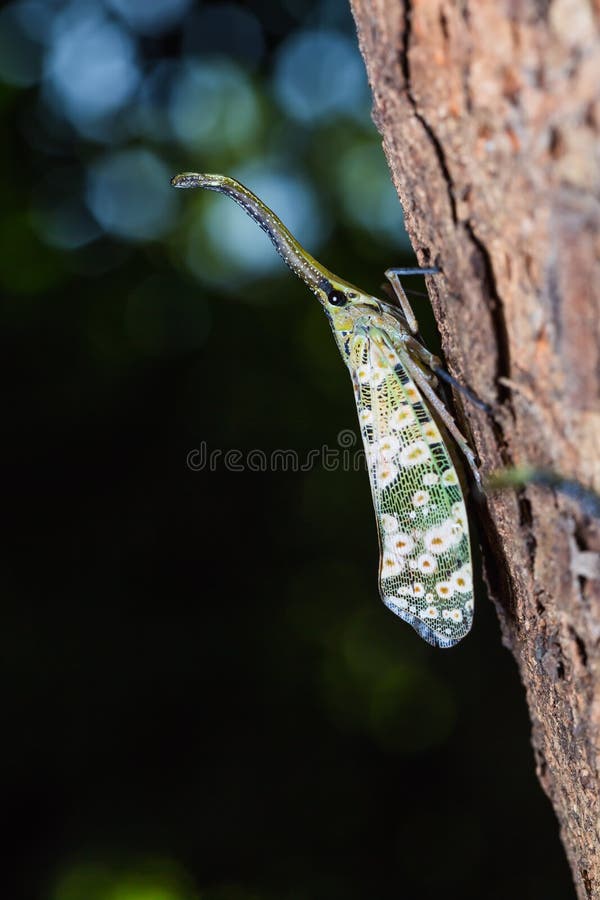 Pyrops Spinolae Lantern Bug Stock Photo - Image of wing, entomology ...