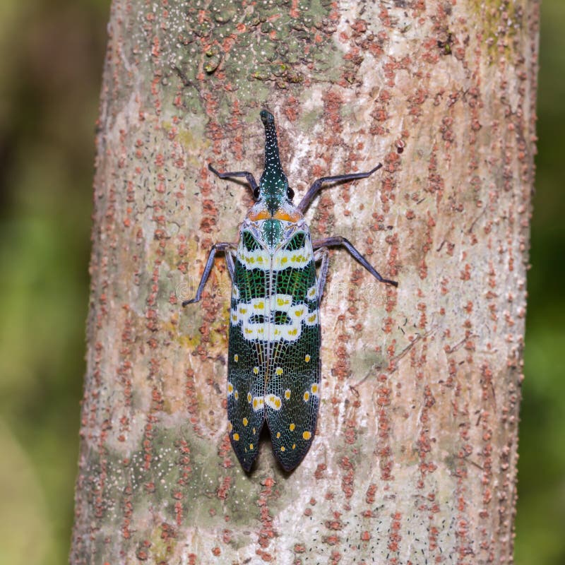 Pyrops Viridirostris Lantern Bug Stock Photo - Image of insect ...