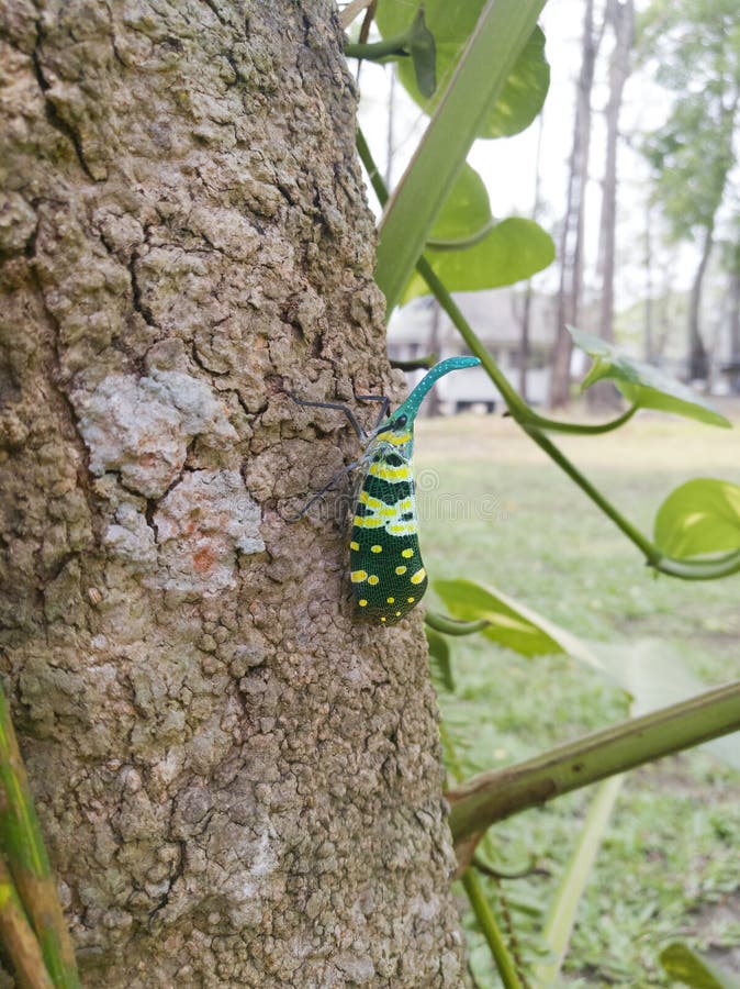 Pyrops Viridirostris (Westwood, 1848) on the Tree in the Garden at ...
