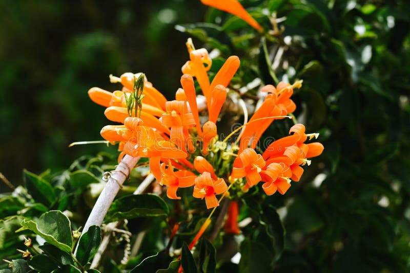 Pyrostegia Venusta, Also Commonly Known As Flamevine or Orange Trumpet ...