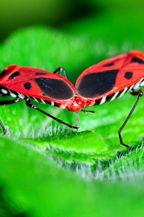 Pyrrhocoridae bugs mating stock image. Image of insect - 26803197