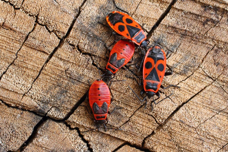 Pyrrhocoris apterus stock photo. Image of tale, pyrrhocoris - 24858716