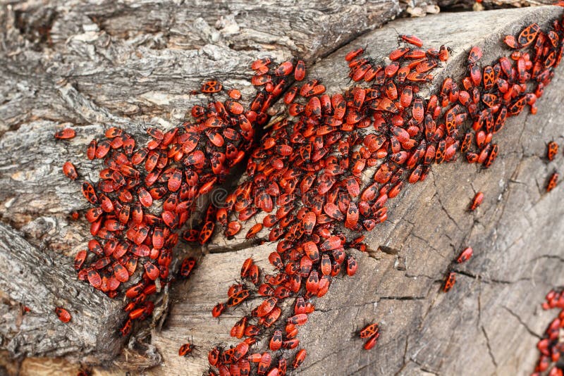 Pyrrhocoris apterus stock photo. Image of pyrrhocoris - 24858760