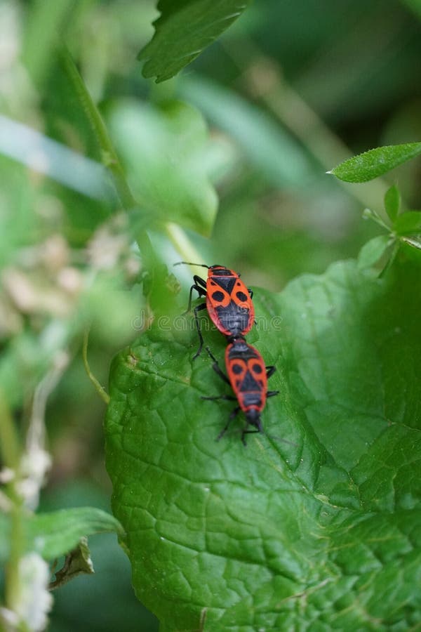 Pyrrhocoris Apterus a Beautiful Forest Insect. the Colorsof this Insect ...