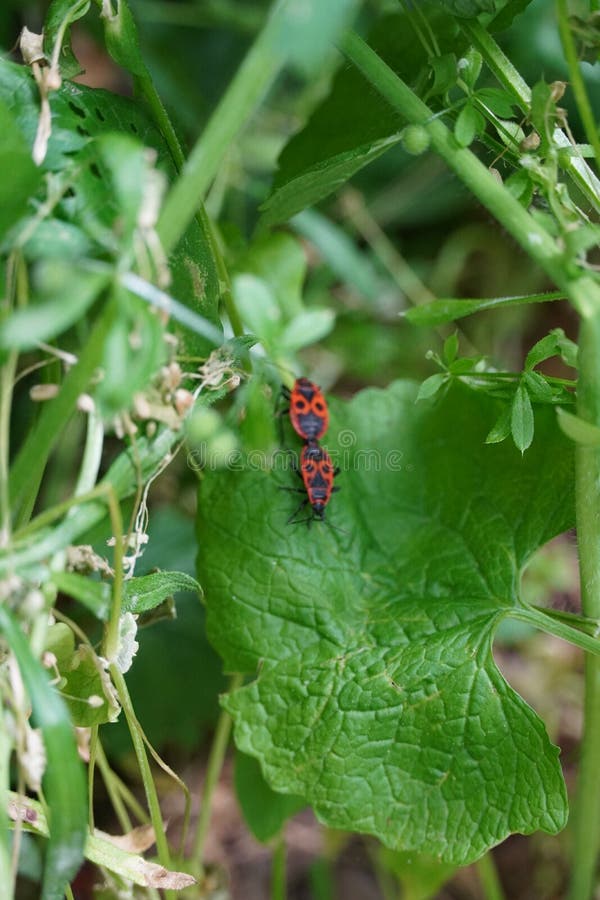 Pyrrhocoris Apterus a Beautiful Forest Insect. the Colorsof this Insect ...