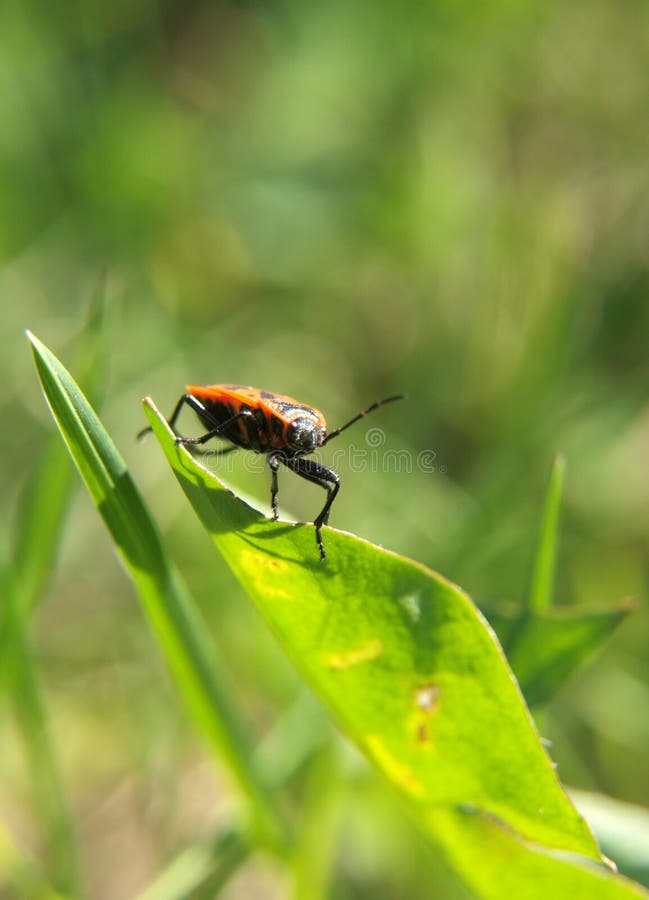 Pyrrhocoris Apterus Beetle on a Leaf Stock Image - Image of ...