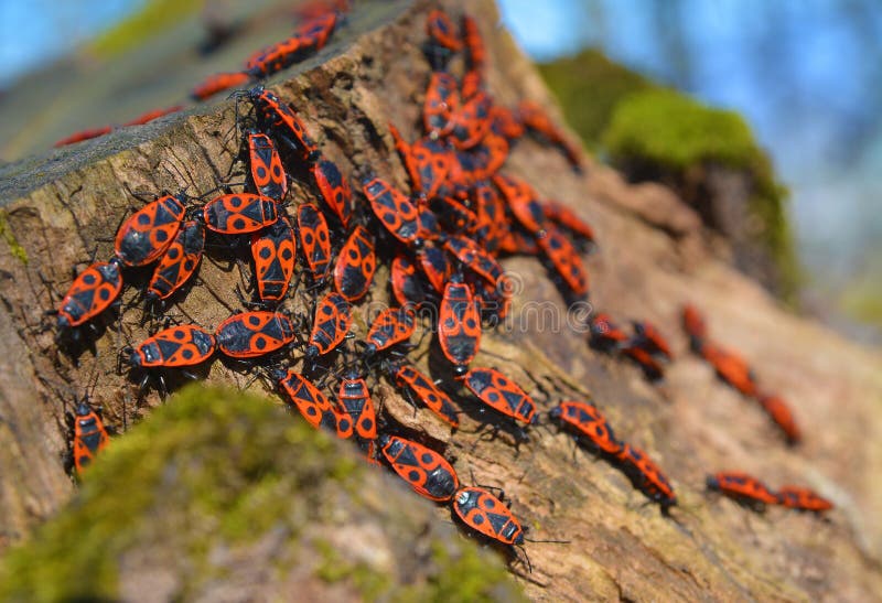 Pyrrhocoris apterus bugs stock image. Image of beetle - 119948303