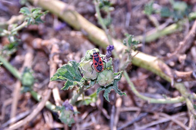 Pyrrhocoris apterus stock photo. Image of nature, beetles - 95594454