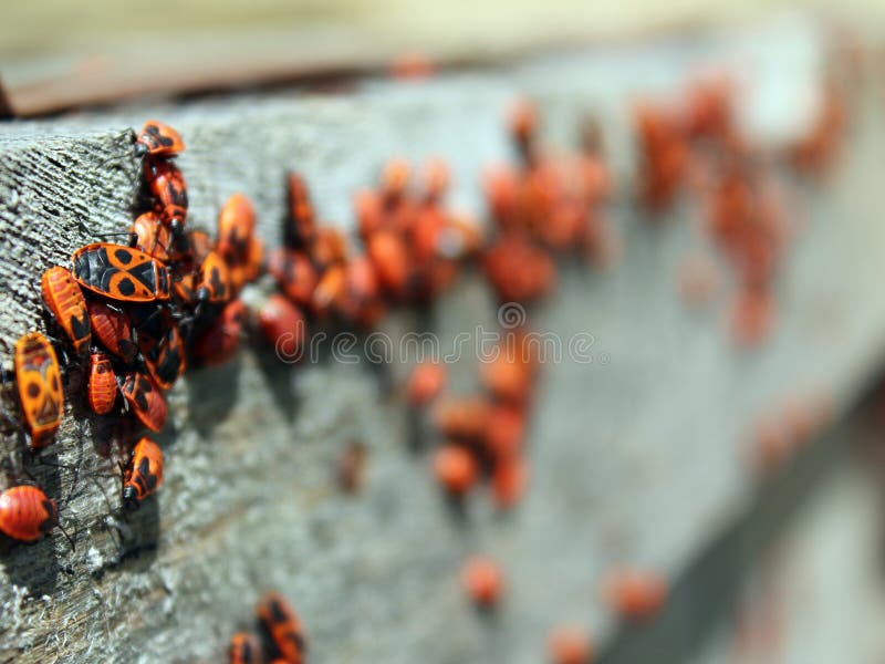 Pyrrhocoris apterus stock photo. Image of insects, foreground - 42513780