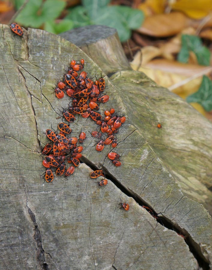 Pyrrhocoris apterus stock photo. Image of macro, stub - 62320122