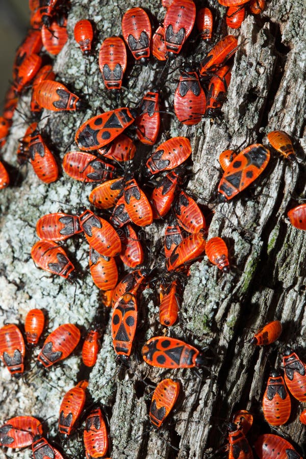 Pyrrhocoris Apterus, Fire Bug Stock Photo - Image of multitude ...