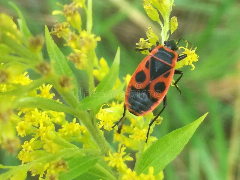 Pyrrhocoris Apterus stock photo. Image of firebug, nature - 246727814