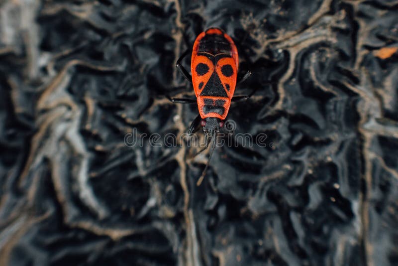 Pyrrhocoris Apterus Firebug. Stock Photo - Image of insect, group: 83008688