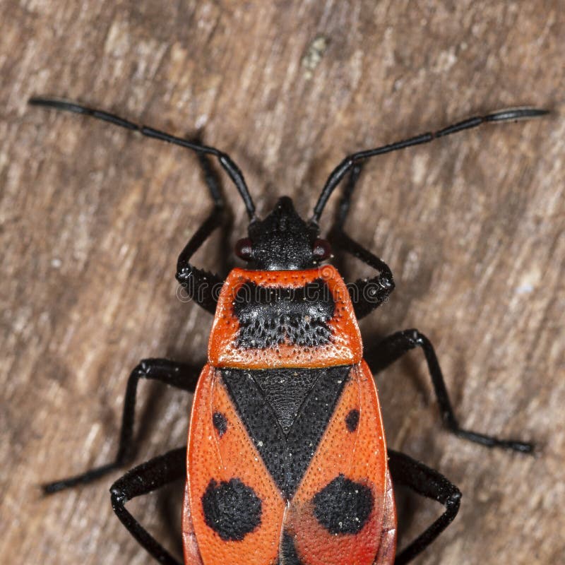 Pyrrhocoris apterus macro stock photo. Image of insect - 207651732