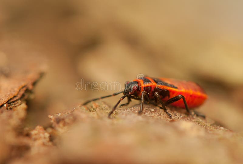 Pyrrhocoris apterus stock photo. Image of larva, nature - 32583828