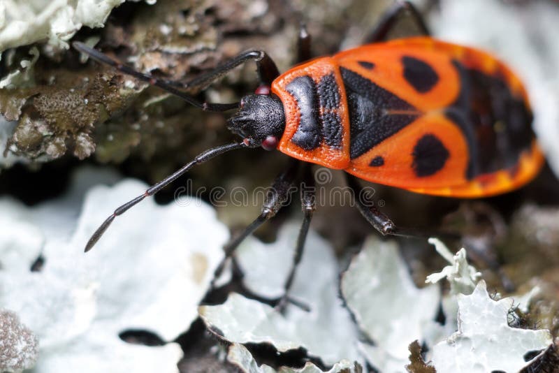 Pyrrhocoris-Firebug stock photo. Image of black, animal - 20535220