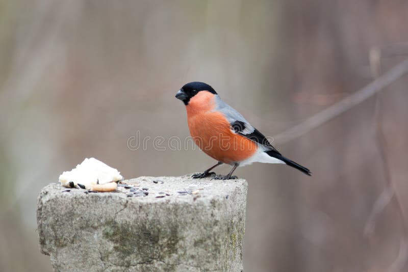 Pyrrhula Pyrrhula, Bullfinch, Male. Stock Image - Image of pyrrhula ...