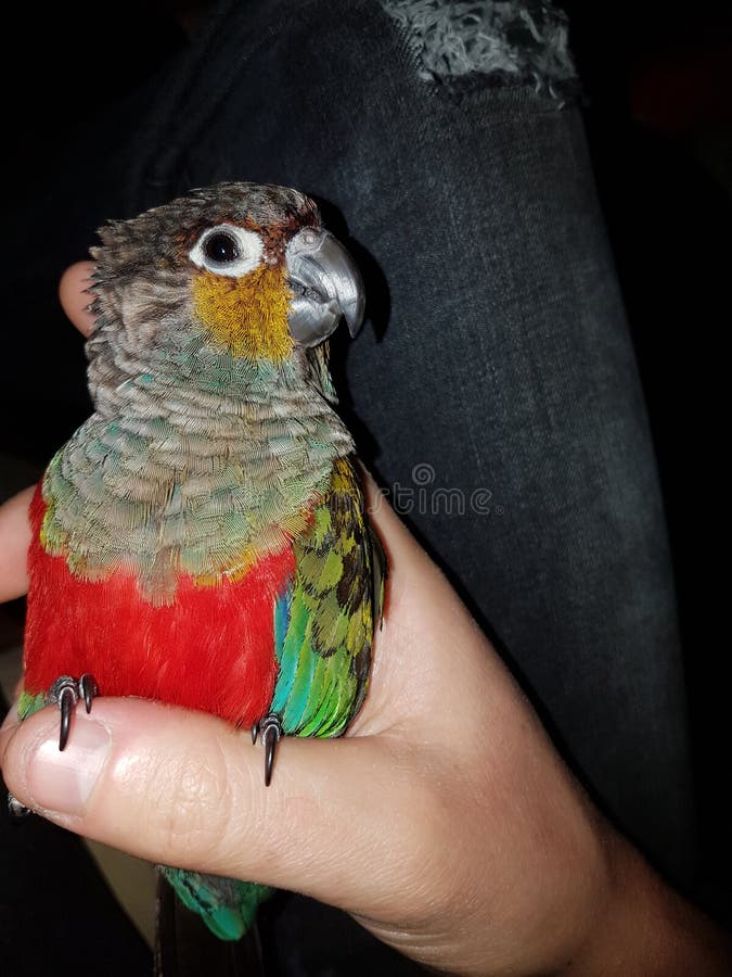 Pyrrhura Fotos - Fotos de Stock Gratuitas e Fotos Royalty-Free Dreamstime