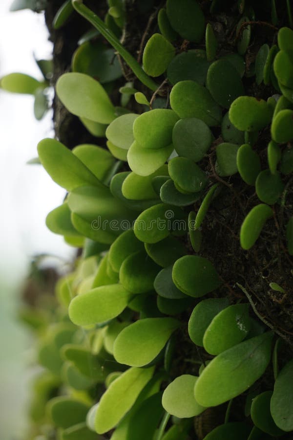 Pyrrosia Rupestris (also Called the Rock Felt Fern) on the Tree Stock ...