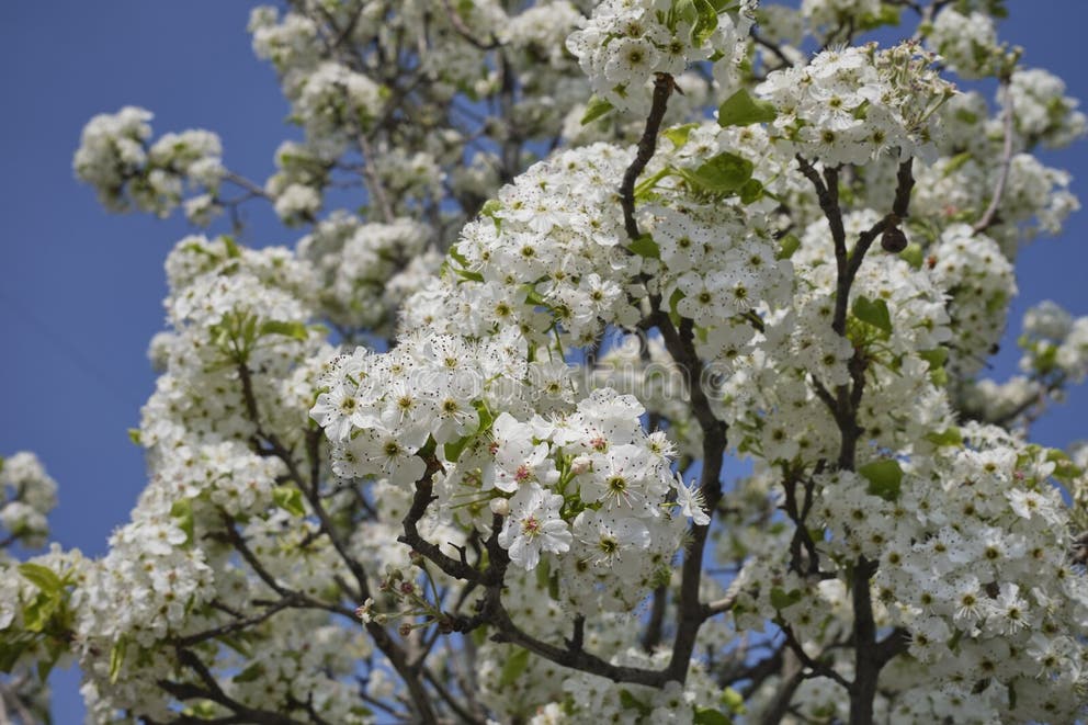 Pyrus Calleryana Tree in Bloom Stock Photo - Image of outdoor, branch ...