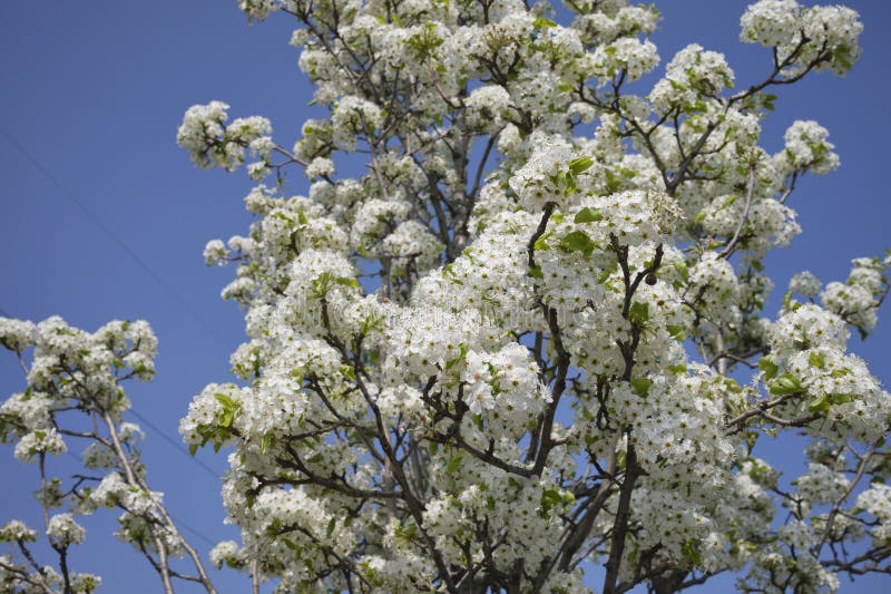 Pyrus Calleryana Tree in Bloom Stock Image - Image of springtime ...