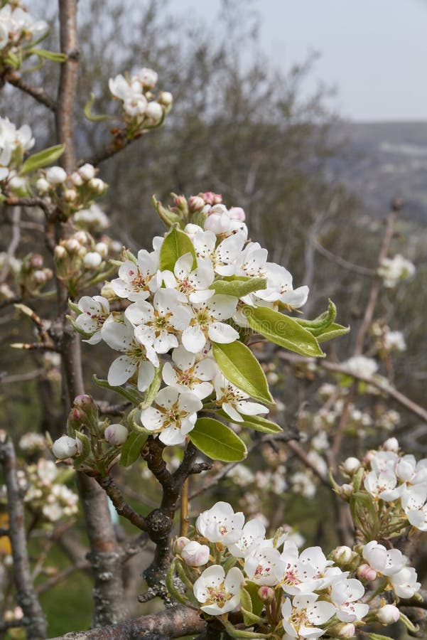 Pyrus communis in bloom stock image. Image of close - 246600141