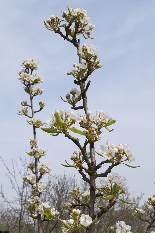 Pyrus communis in bloom stock image. Image of beauty - 246600147