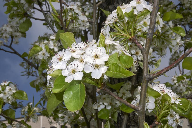 Pyrus Communis Blooming in Springtime Stock Photo - Image of blooming ...